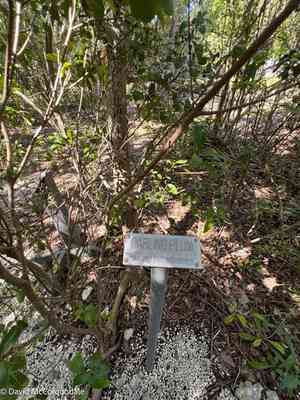 Darlingplum (Reynosia septentrionalis) Care Guide: Pests, Diseases ...