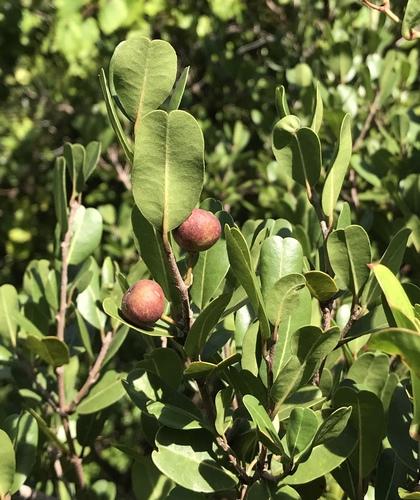 Darlingplum (Reynosia septentrionalis) Care Guide: Pests, Diseases ...
