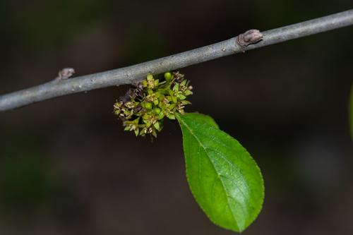 Chinese buckthorn (Rhamnus utilis) Care Guide: Pests, Diseases ...