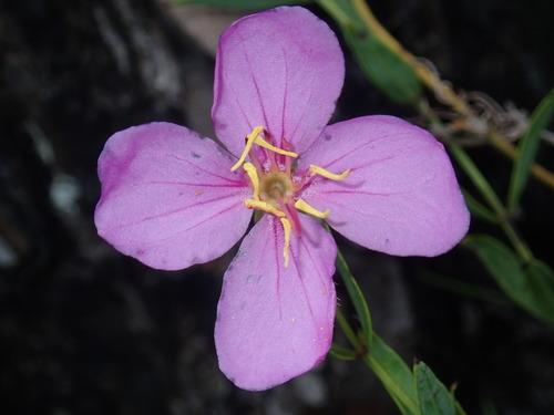 Savannah meadowbeauty (Rhexia alifanus) Care Guide: Pests, Diseases ...
