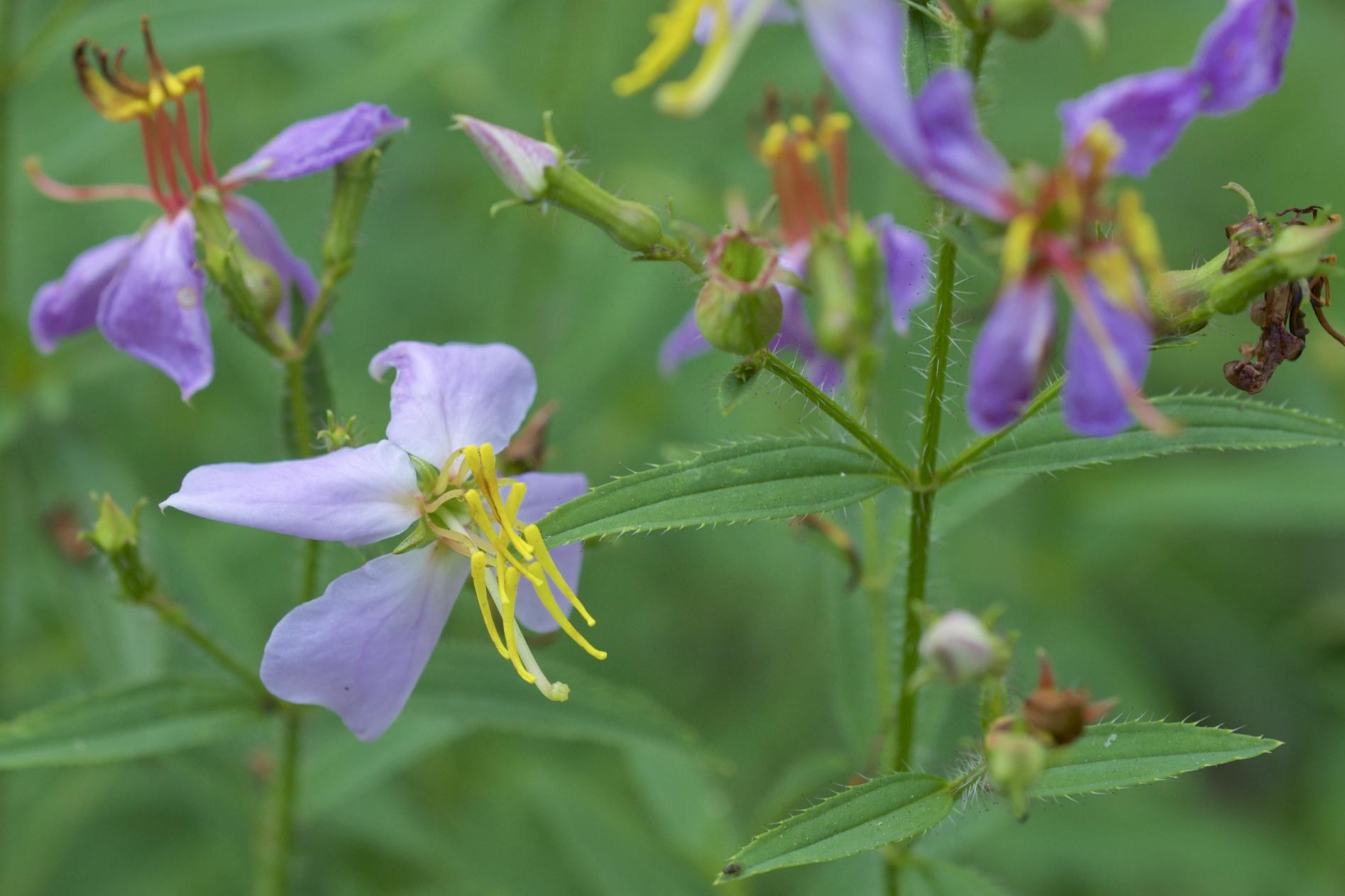 Pale Meadow Beauty (Rhexia mariana) Care Guide: Pests, Diseases ...