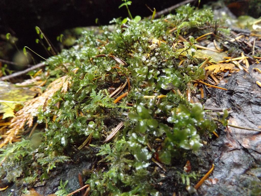 Fan moss (Rhizomnium glabrescens) Care Guide: Pests, Diseases, Watering ...