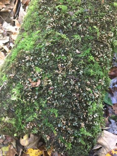 Red penny moss (Rhizomnium punctatum) Care Guide: Pests, Diseases ...