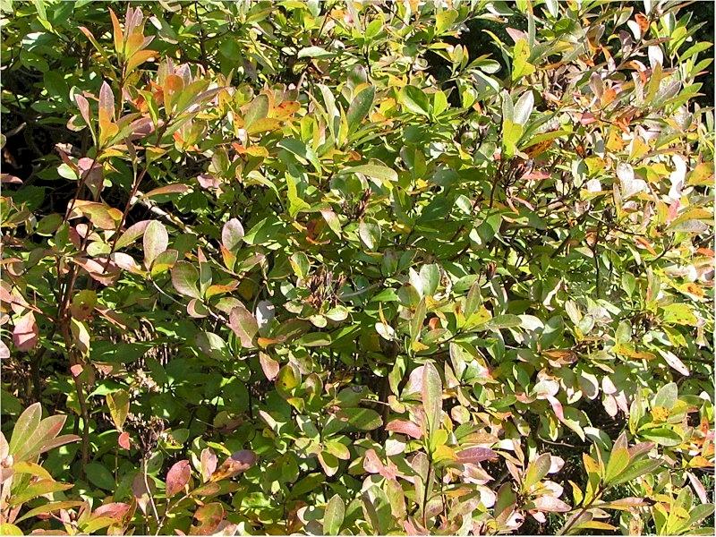 Dwarf azalea (Rhododendron atlanticum) Care Guide: Pests, Diseases ...