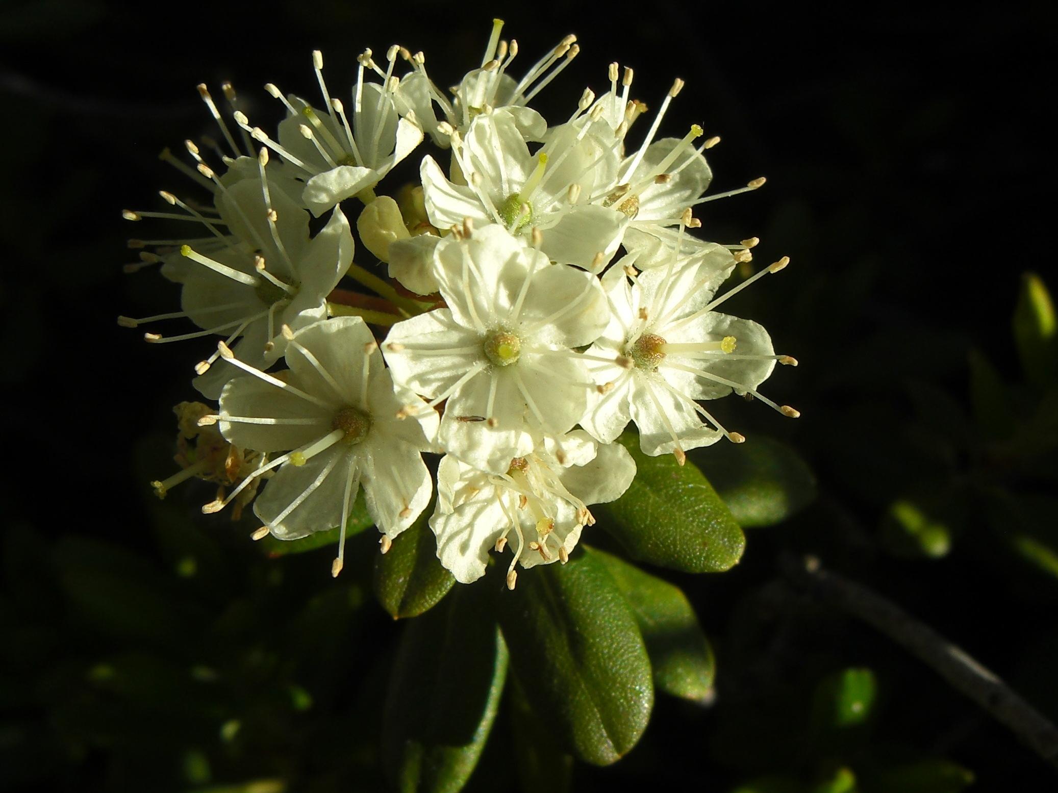 Western labrador tea (Rhododendron columbianum) Care Guide: Pests ...