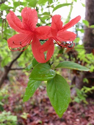 Kaempfer azalea (Rhododendron kaempferi) Care Guide: Pests, Diseases ...