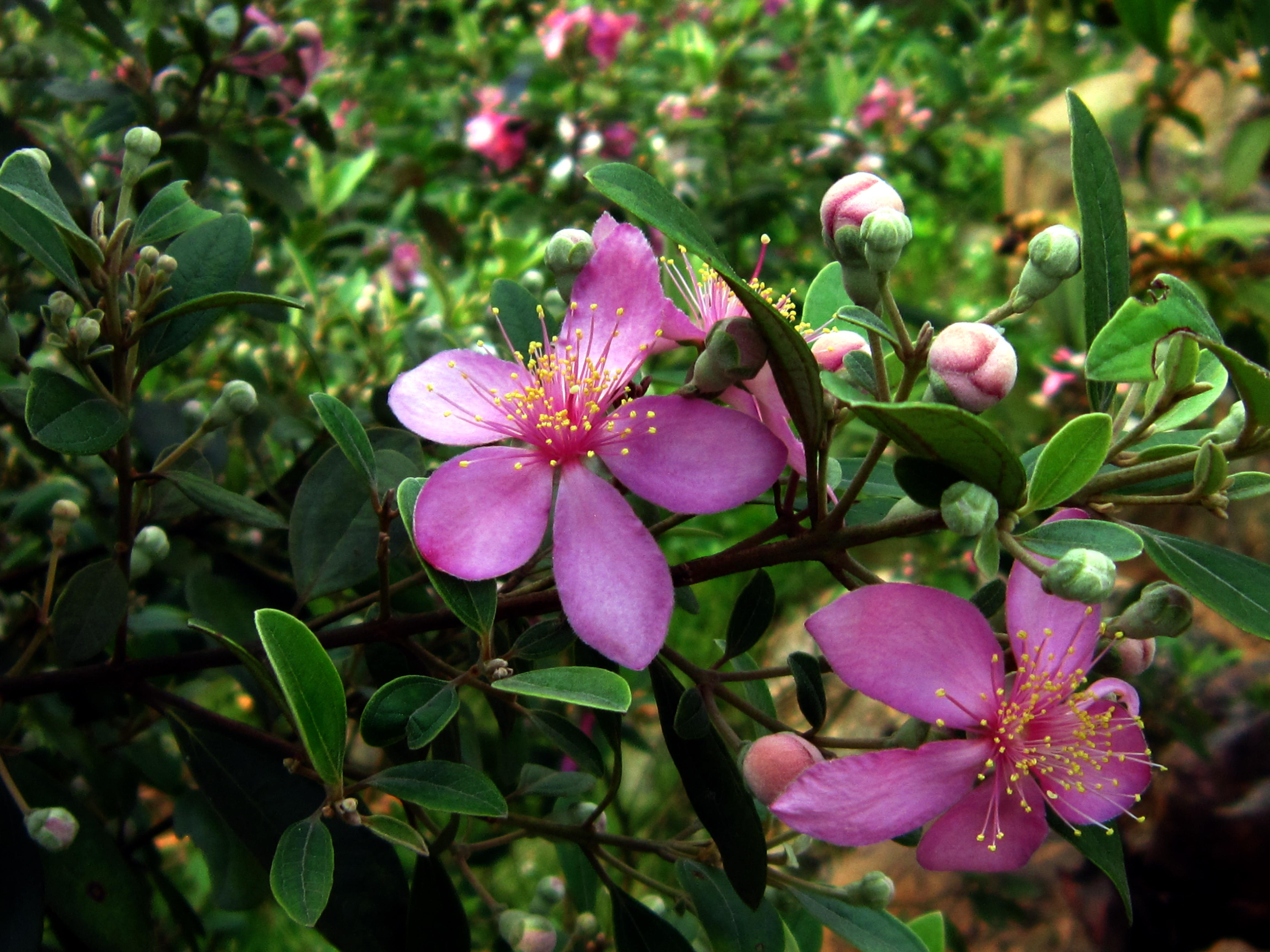 Feng Shui for Rose myrtle: Complete Guide | ForwardPlant