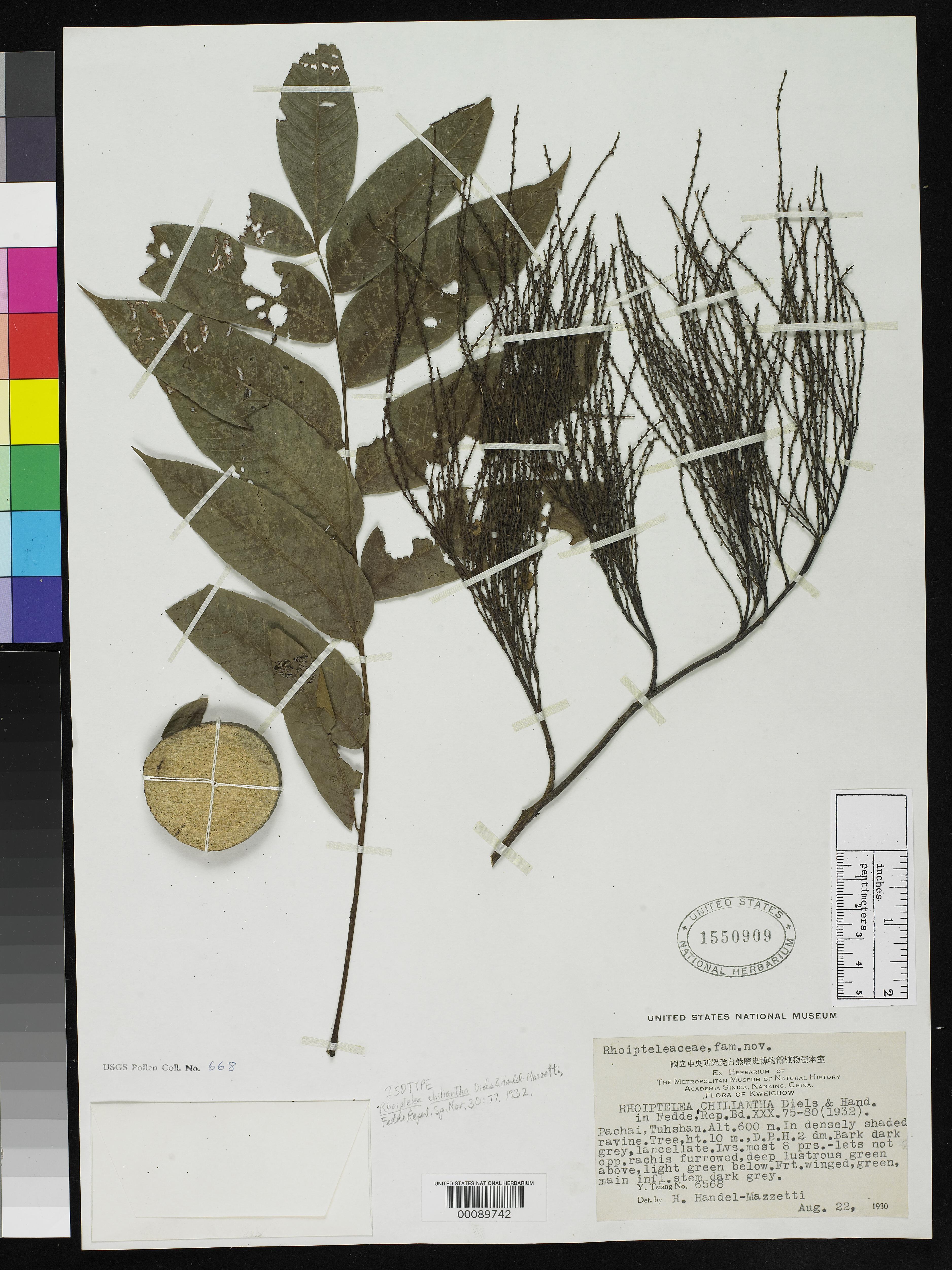 Horsetail tree (Rhoiptelea chiliantha) Care Guide: Pests, Diseases ...