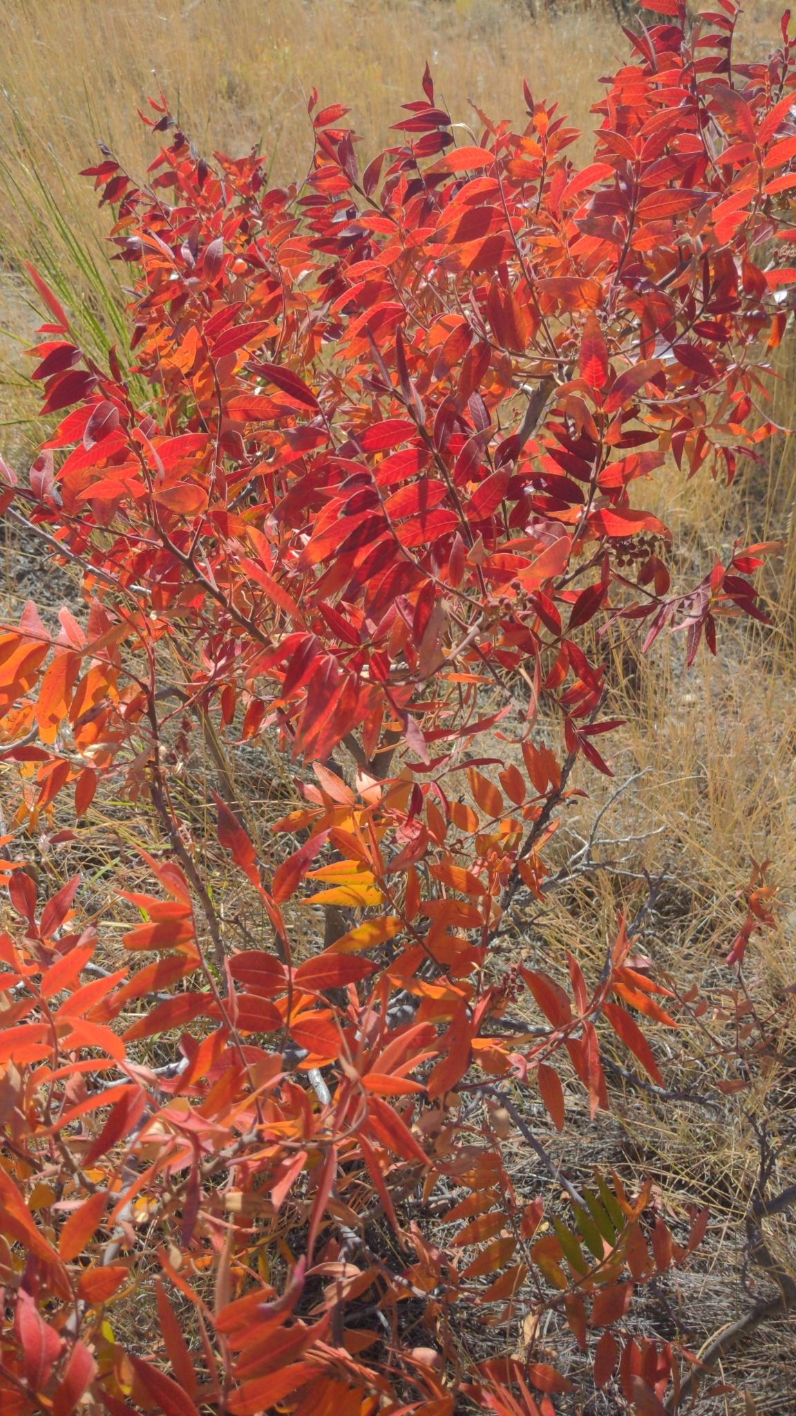 Prairie sumac (Rhus lanceolata) Care Guide: Pests, Diseases, Watering ...
