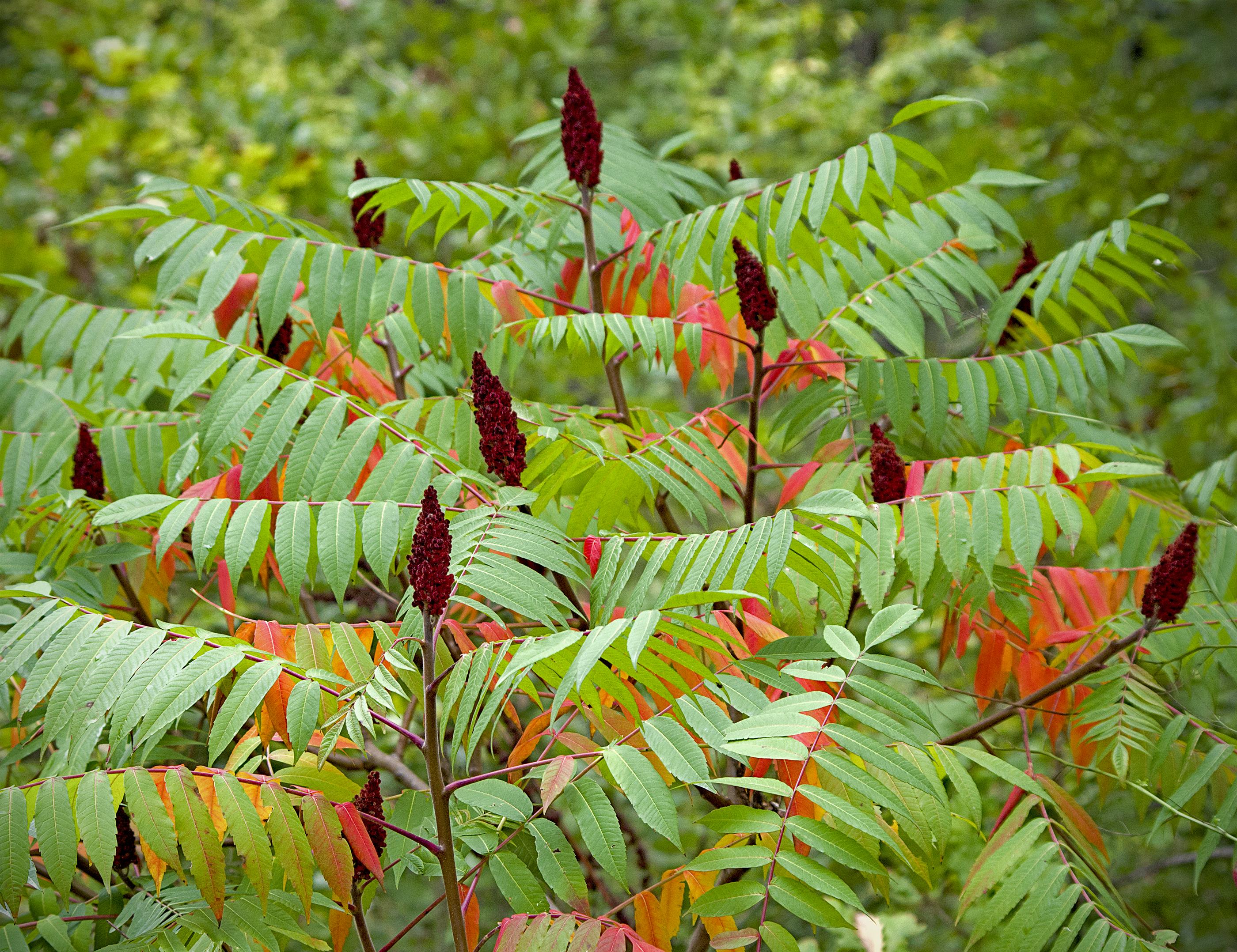 Staghorn sumac (Rhus typhina) Care Guide: Pests, Diseases, Watering ...