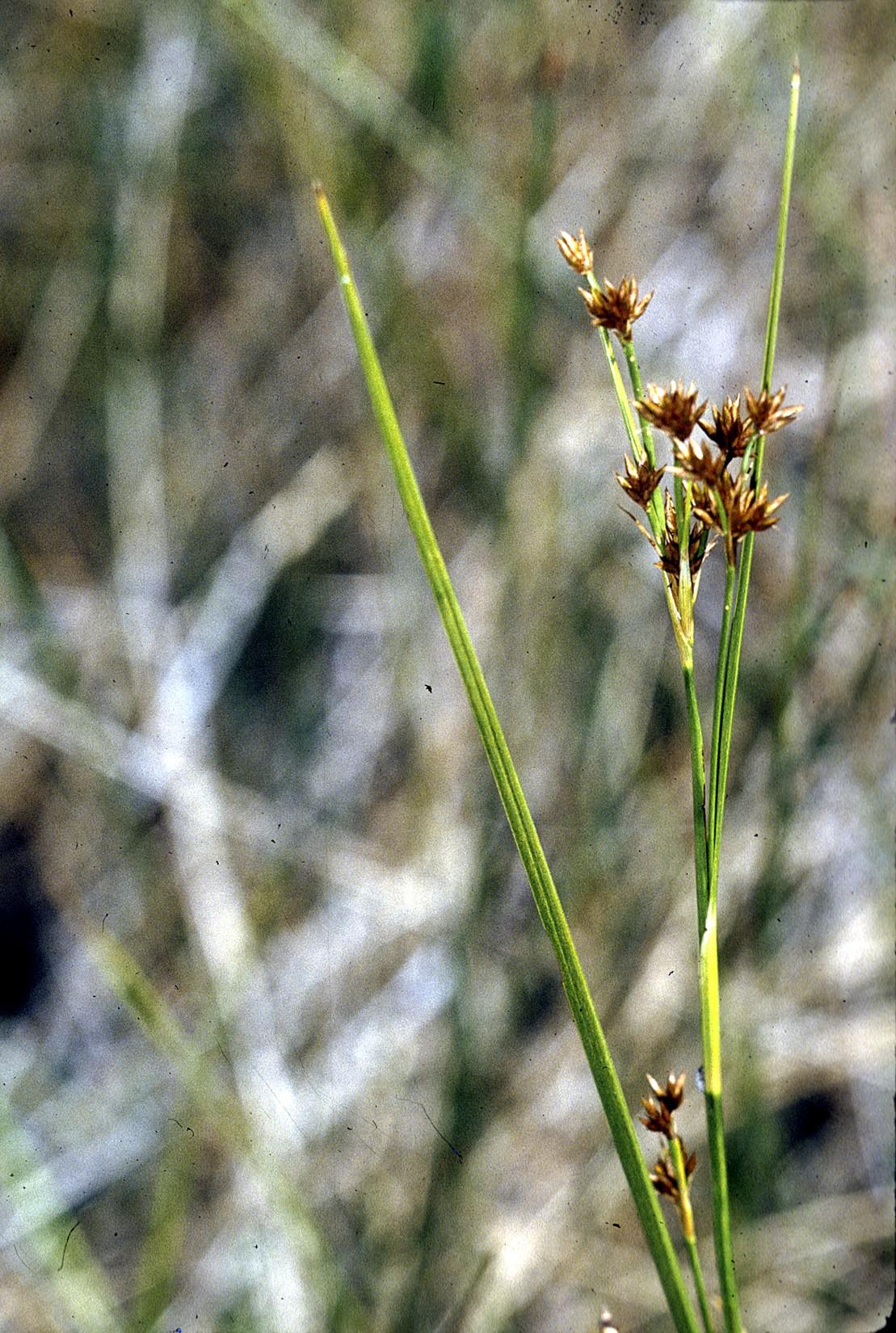 Brownish beaksedge (Rhynchospora capitellata) Care Guide: Pests ...