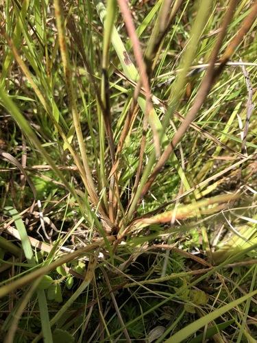 Fascicled beaksedge (Rhynchospora fascicularis) Care Guide: Pests ...