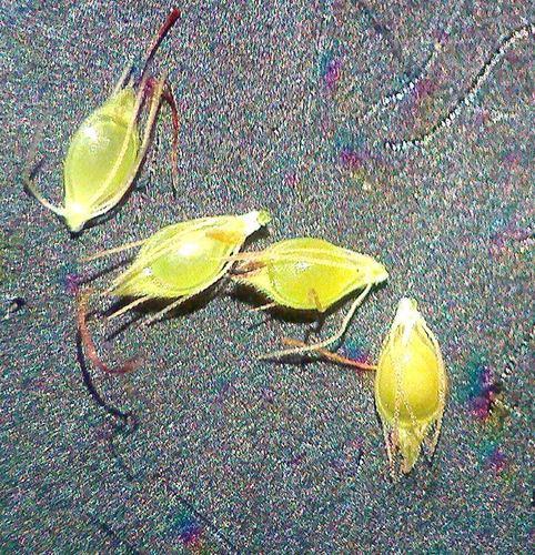 Threadleaf beaksedge (Rhynchospora filifolia) Care Guide: Pests ...