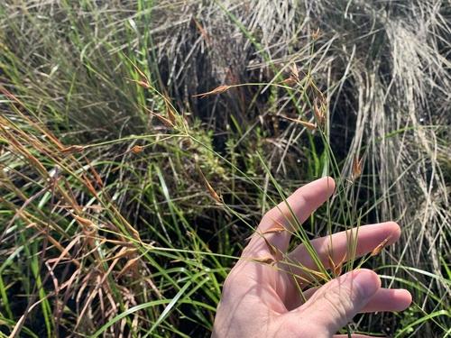 Narrowfruit horned beaksedge (Rhynchospora inundata) Care Guide: Pests ...