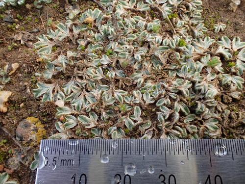 Riccia lamellosa (Riccia lamellosa) Care Guide: Pests, Diseases ...