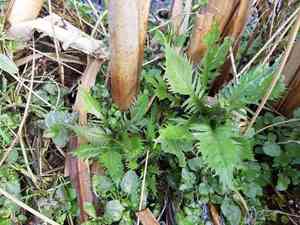 Great yellowcress (Rorippa amphibia) Care Guide: Pests, Diseases ...