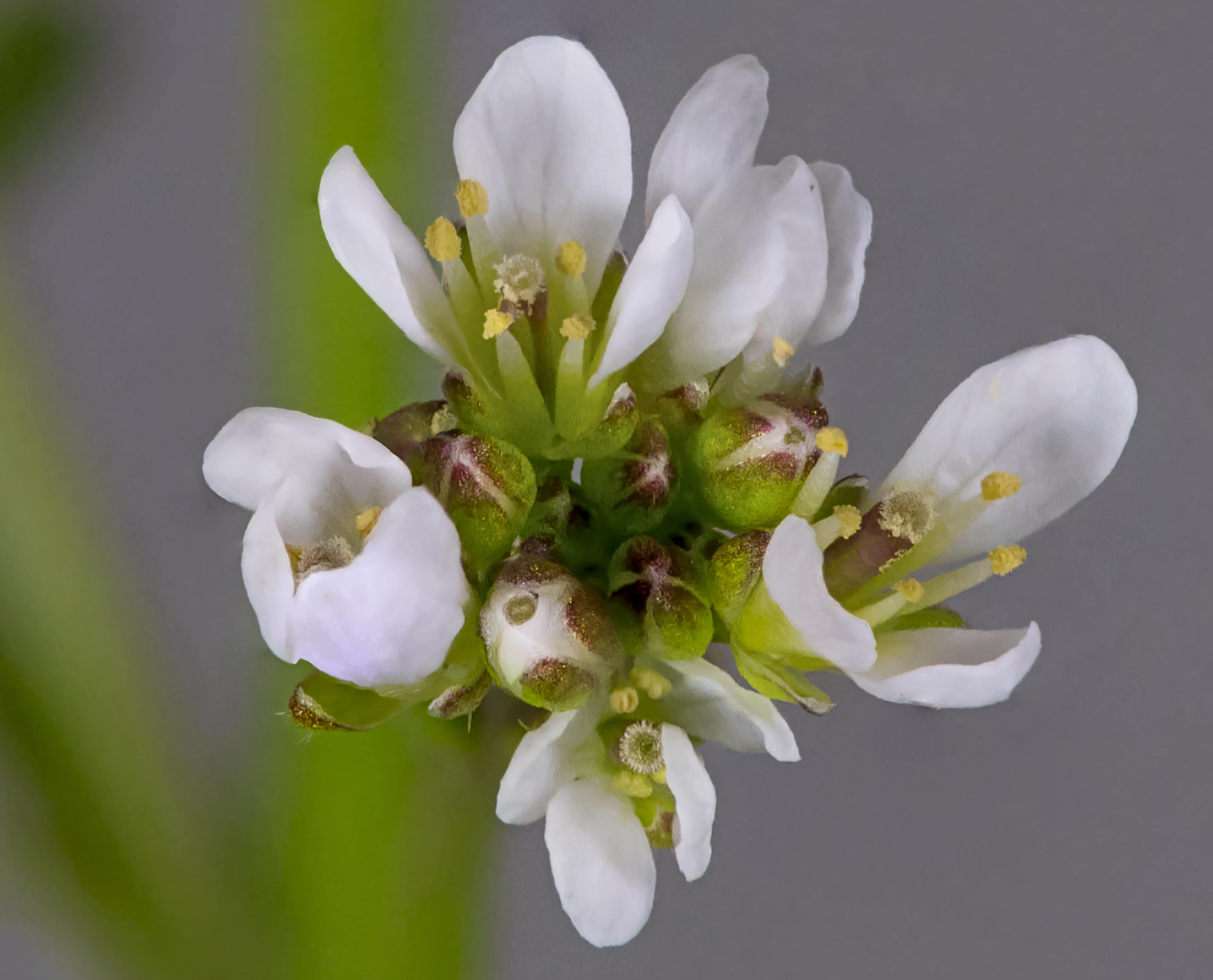 Great yellowcress (Rorippa amphibia) Care Guide: Pests, Diseases ...