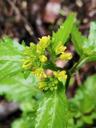 Variableleaf yellowcress (Rorippa indica) Care Guide: Pests, Diseases ...