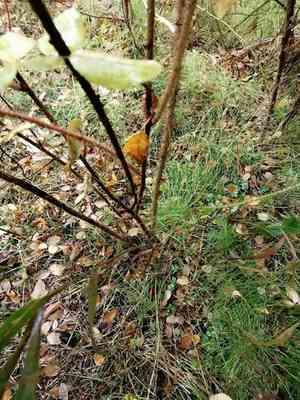 Prickly rose (Rosa acicularis) Care Guide: Pests, Diseases, Watering ...