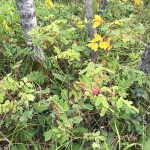 Prickly rose (Rosa acicularis) Care Guide: Pests, Diseases, Watering ...