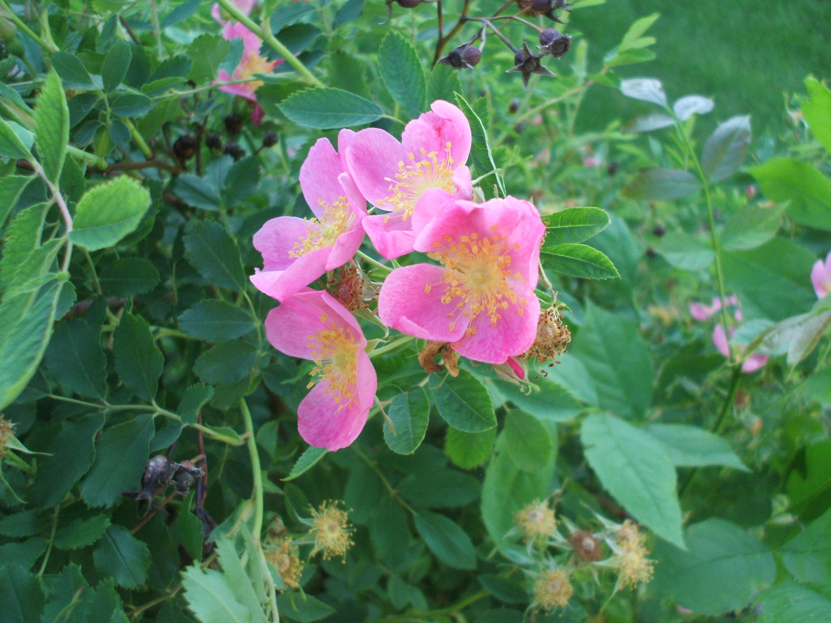 Prairie rose (Rosa arkansana) Care Guide: Pests, Diseases, Watering ...
