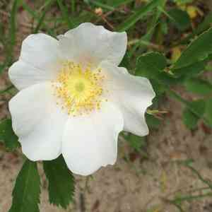 Prairie rose (Rosa arkansana) Care Guide: Pests, Diseases, Watering ...
