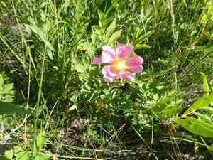 Prairie rose (Rosa arkansana) Care Guide: Pests, Diseases, Watering ...
