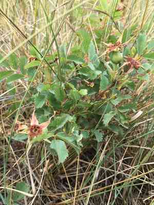Prairie rose (Rosa arkansana) Care Guide: Pests, Diseases, Watering ...
