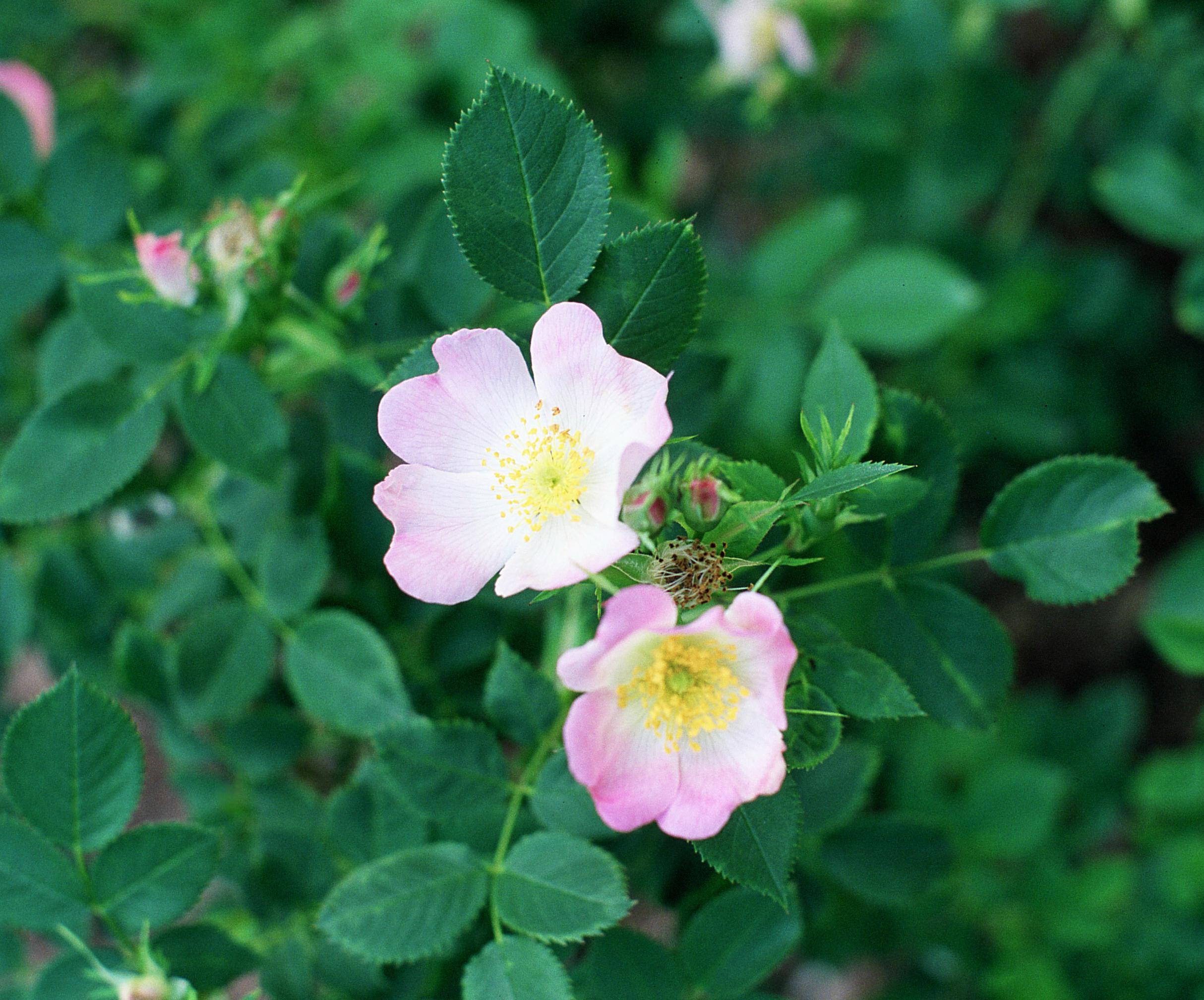 Smooth rose (Rosa blanda) Care Guide: Pests, Diseases, Watering ...