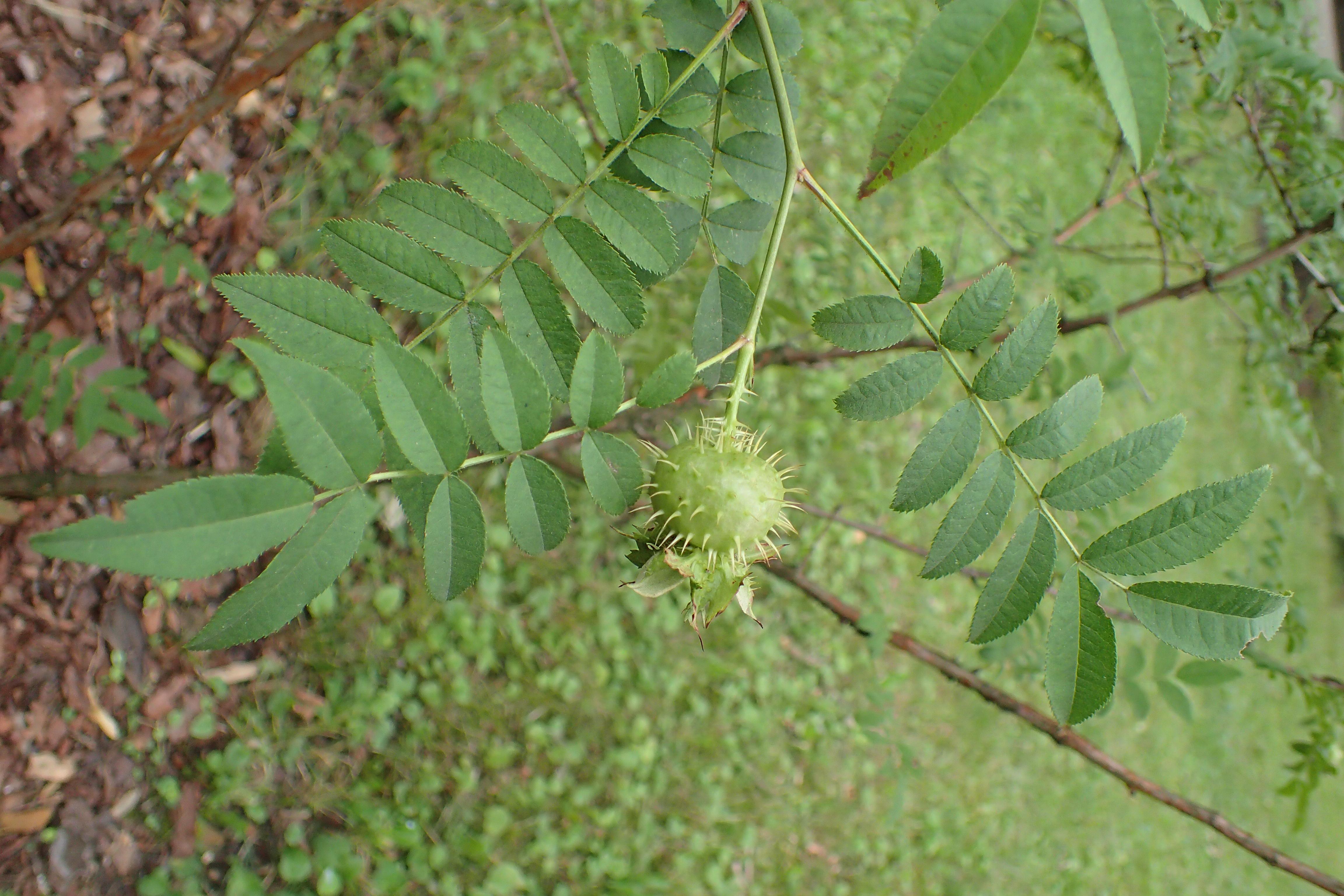 Chestnut rose (Rosa roxburghii) Care Guide: Pests, Diseases, Watering ...