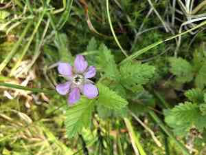 Arctic raspberry (Rubus arcticus) Care Guide: Pests, Diseases, Watering ...