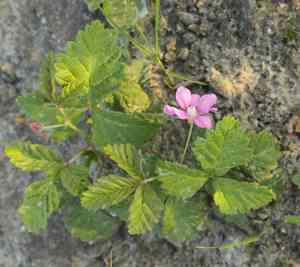 Arctic raspberry (Rubus arcticus) Care Guide: Pests, Diseases, Watering ...