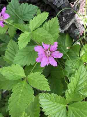 Arctic raspberry (Rubus arcticus) Care Guide: Pests, Diseases, Watering ...