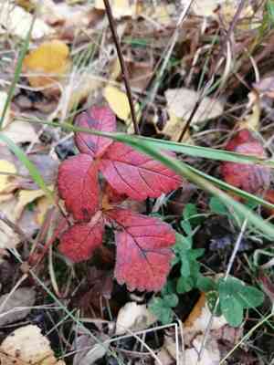 Arctic raspberry (Rubus arcticus) Care Guide: Pests, Diseases, Watering ...