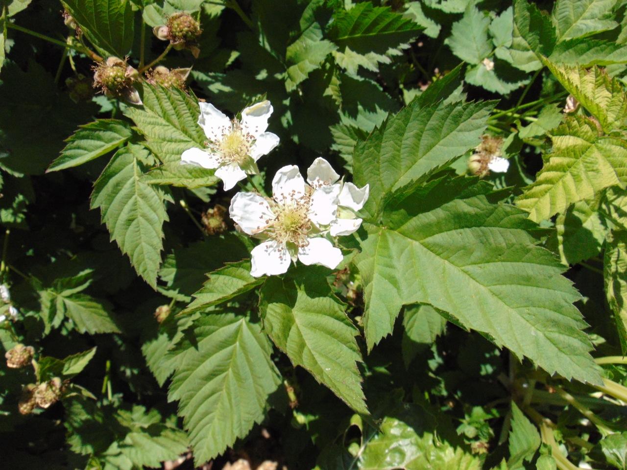 Loganberry (Rubus loganobaccus) Care Guide: Pests, Diseases, Watering ...