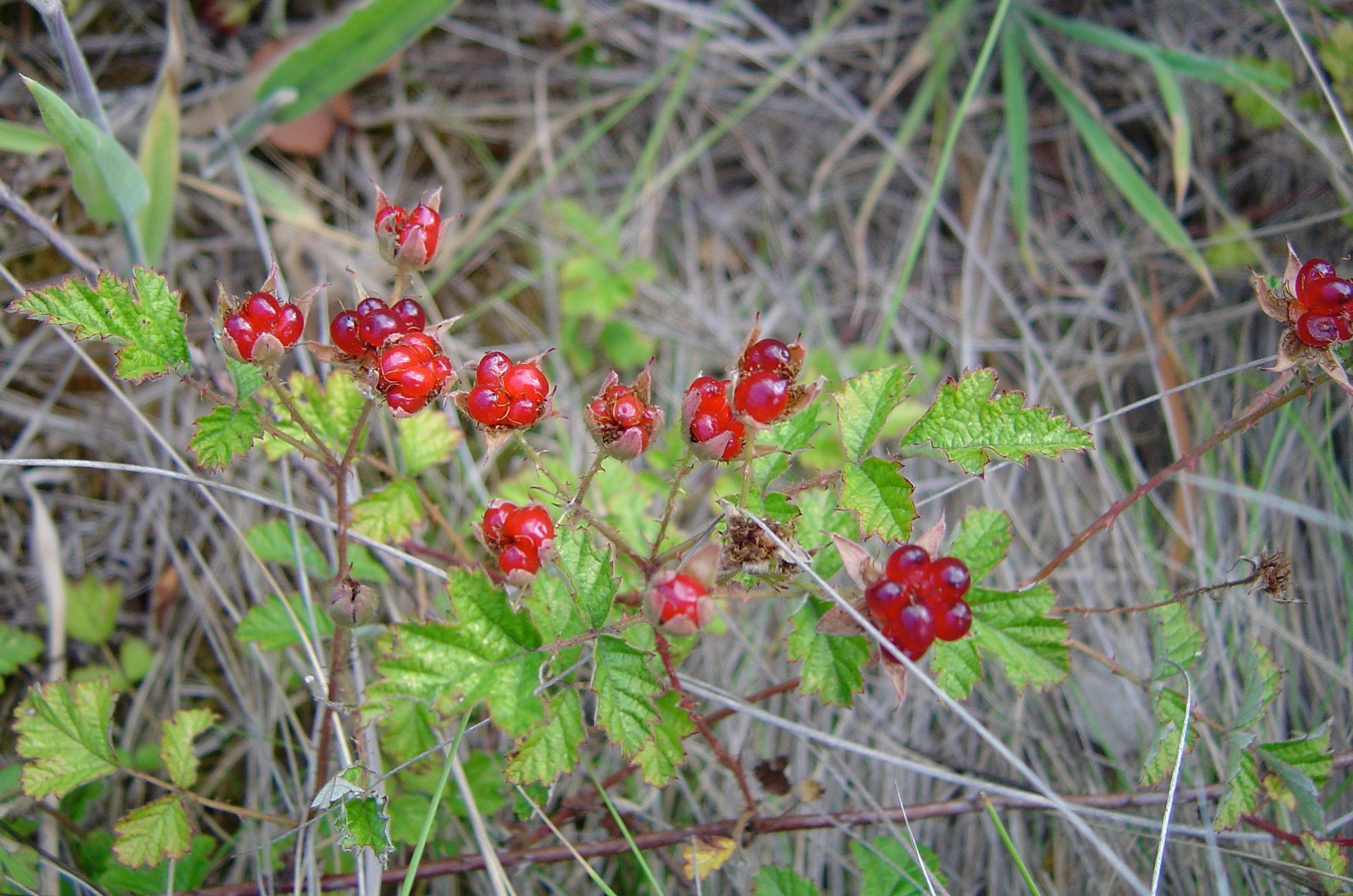 Japanese raspberry (Rubus parvifolius) Care Guide: Pests, Diseases ...