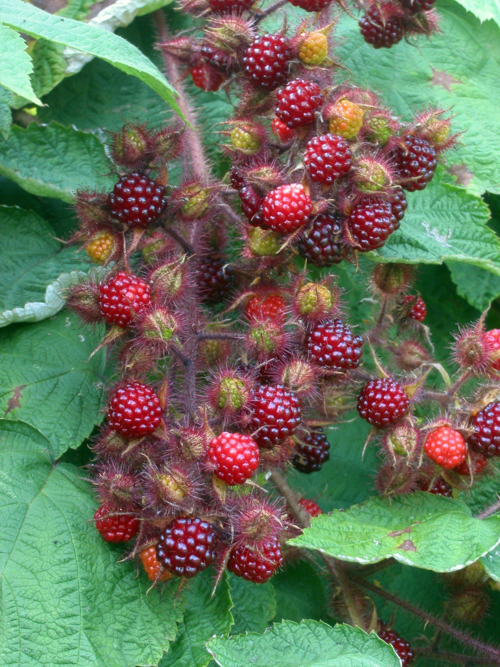Wineberry (Rubus phoenicolasius) Care Guide: Pests, Diseases, Watering ...
