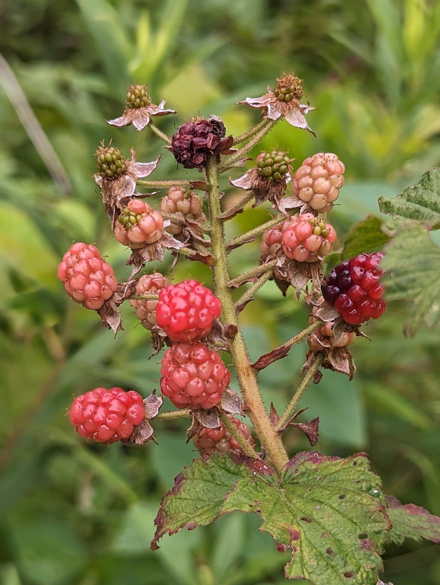 Rose blackberry (Rubus rosa) Care Guide: Pests, Diseases, Watering ...