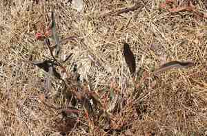 California dock (Rumex californicus) Care Guide: Pests, Diseases ...