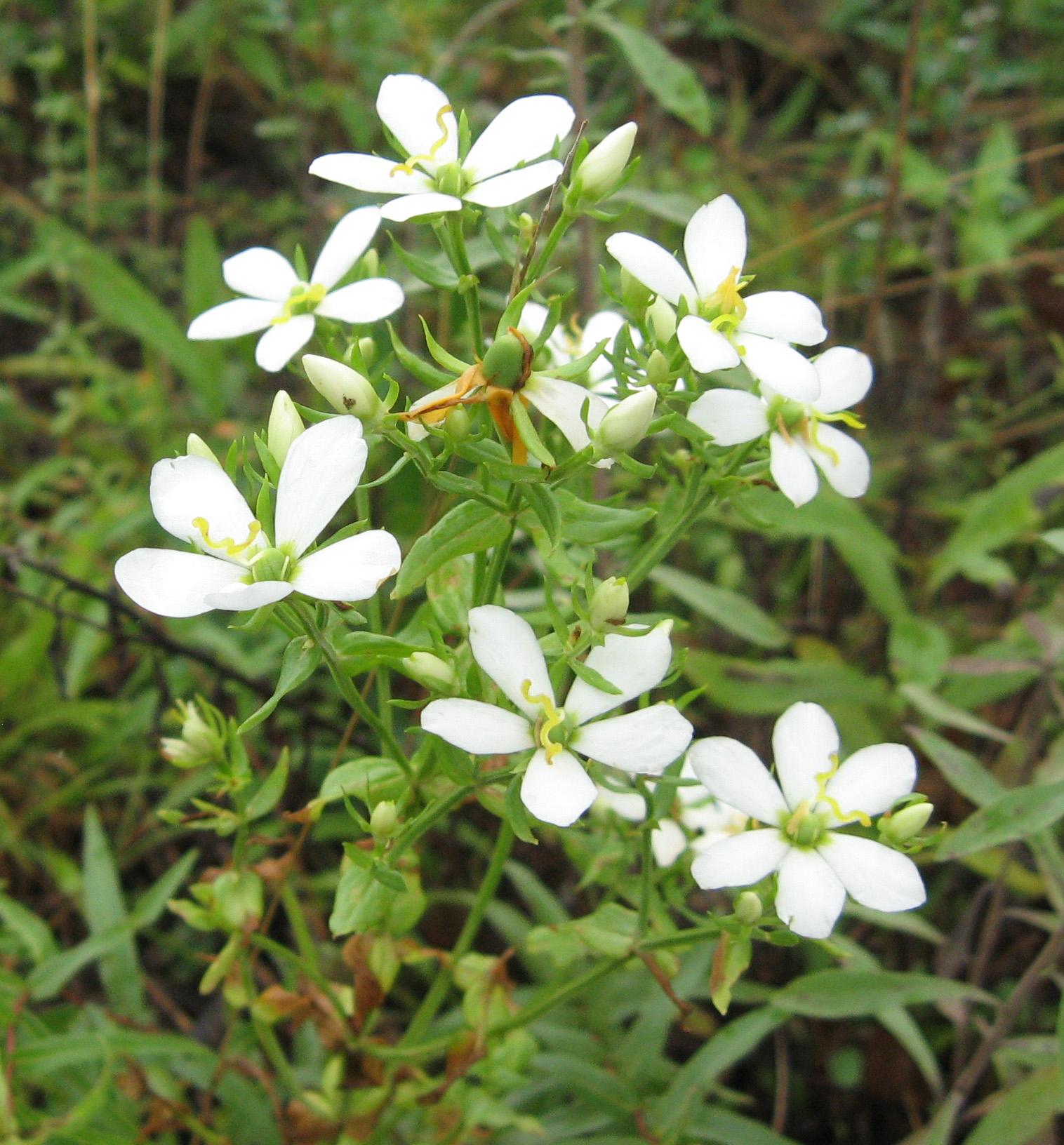 Rosepink (Sabatia angularis) Care Guide: Pests, Diseases, Watering ...