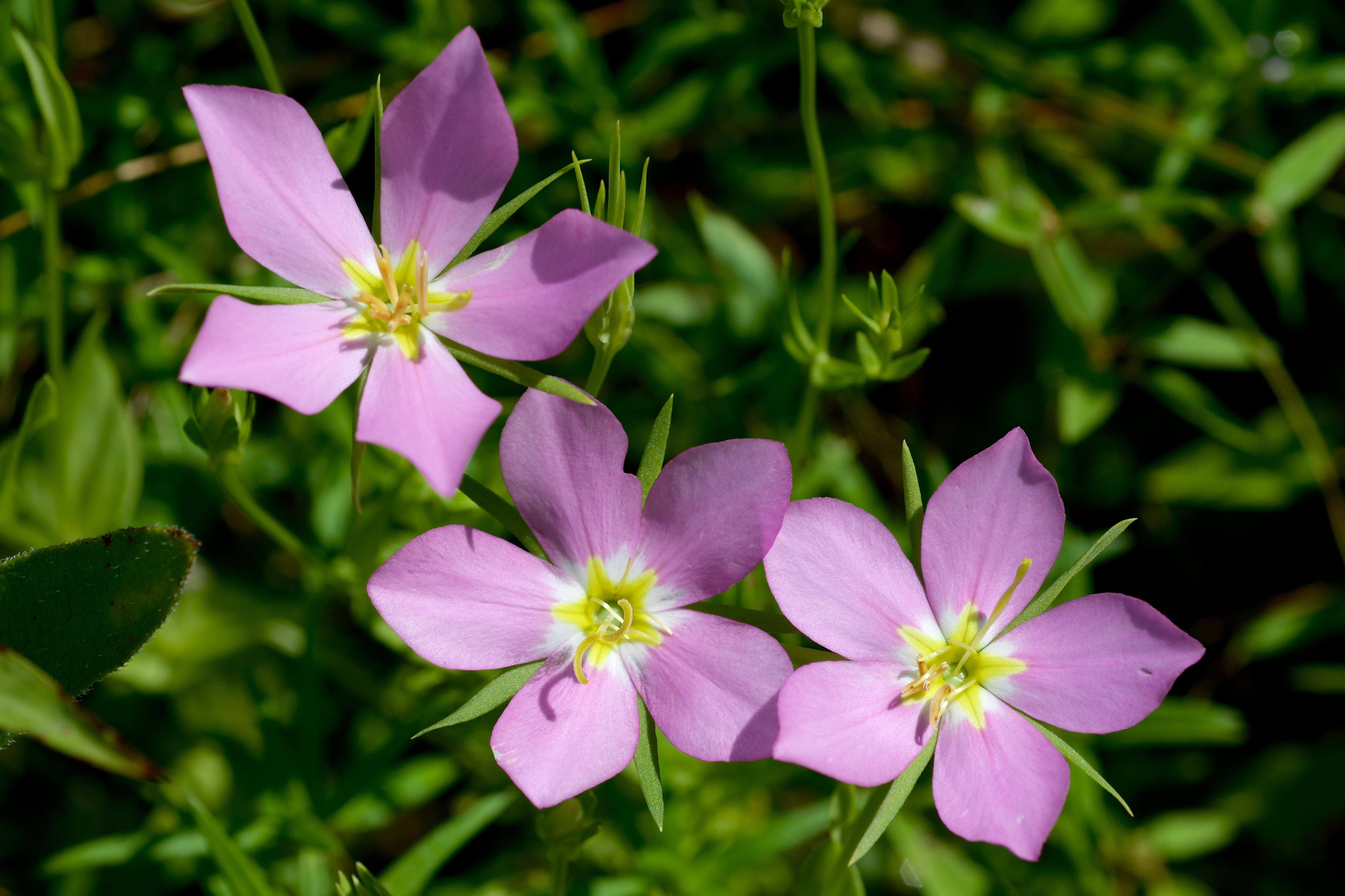 Meadow Pink (Sabatia campestris) Care Guide: Pests, Diseases, Watering ...