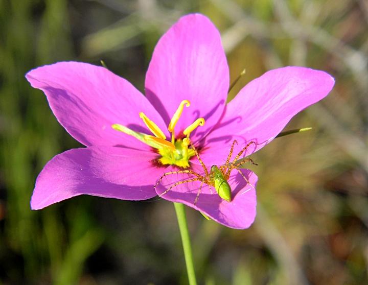 Largeflower rose gentian (Sabatia grandiflora) Care Guide: Pests ...