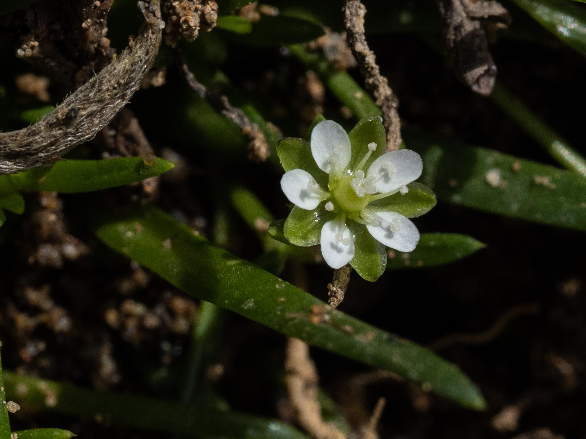 Sticky-stem pearlwort (Sagina maxima) Care Guide: Pests, Diseases ...