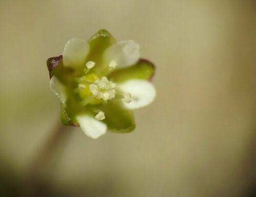 Arctic pearlwort (Sagina saginoides) Care Guide: Pests, Diseases ...