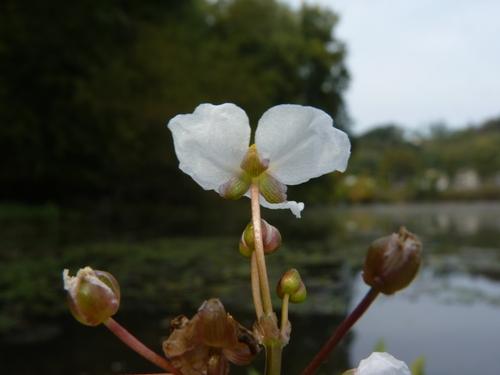 Delta arrowhead (Sagittaria platyphylla) Care Guide: Pests, Diseases ...