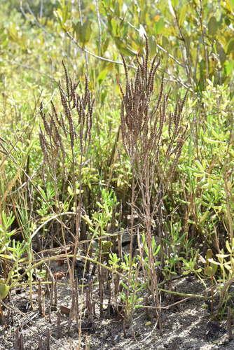 Dwarf saltwort (Salicornia bigelovii) Care Guide: Pests, Diseases ...