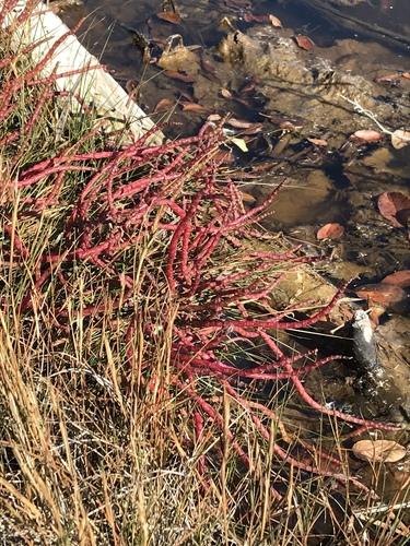 Virginia glasswort (Salicornia depressa) Care Guide: Pests, Diseases ...