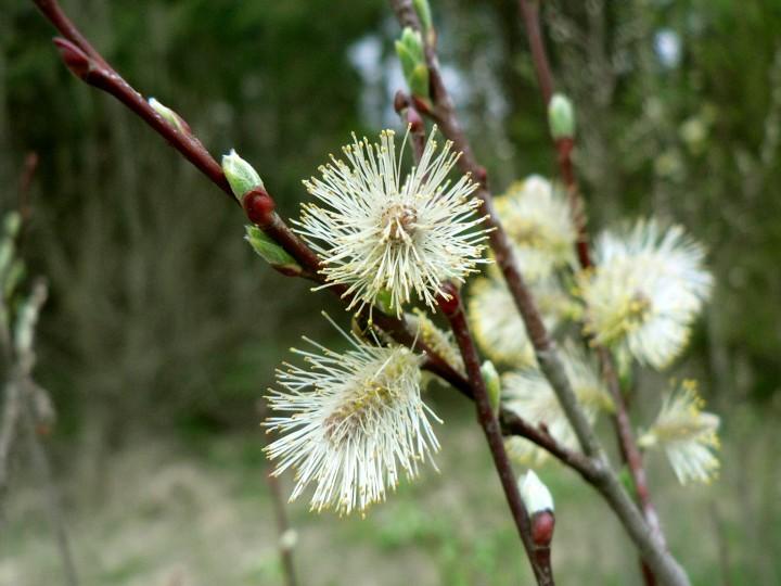 Sharp-leaved willow (Salix acutifolia) Care Guide: Pests, Diseases ...