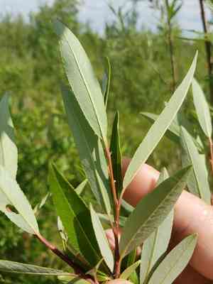 How to Prune Little-tree willow: Complete Pruning Guide | ForwardPlant