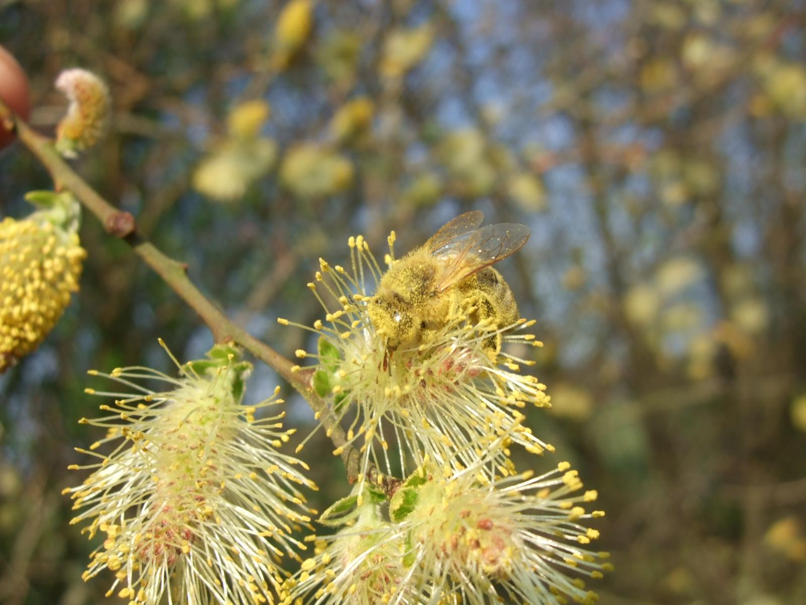 Large gray willow (Salix atrocinerea) Care Guide: Pests, Diseases ...